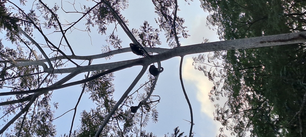 Mantled Howler Monkey from Provincia de Puntarenas, Santa Fe, Costa ...