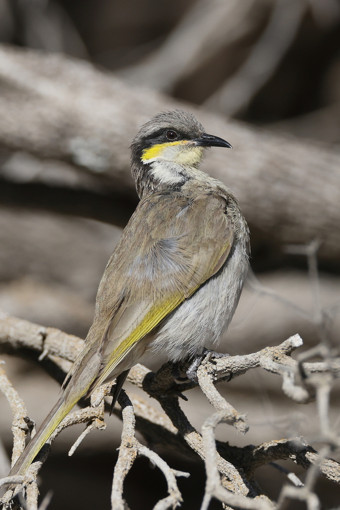 Singing Honeyeater from Rottnest Island WA 6161, Australia on October 6 ...