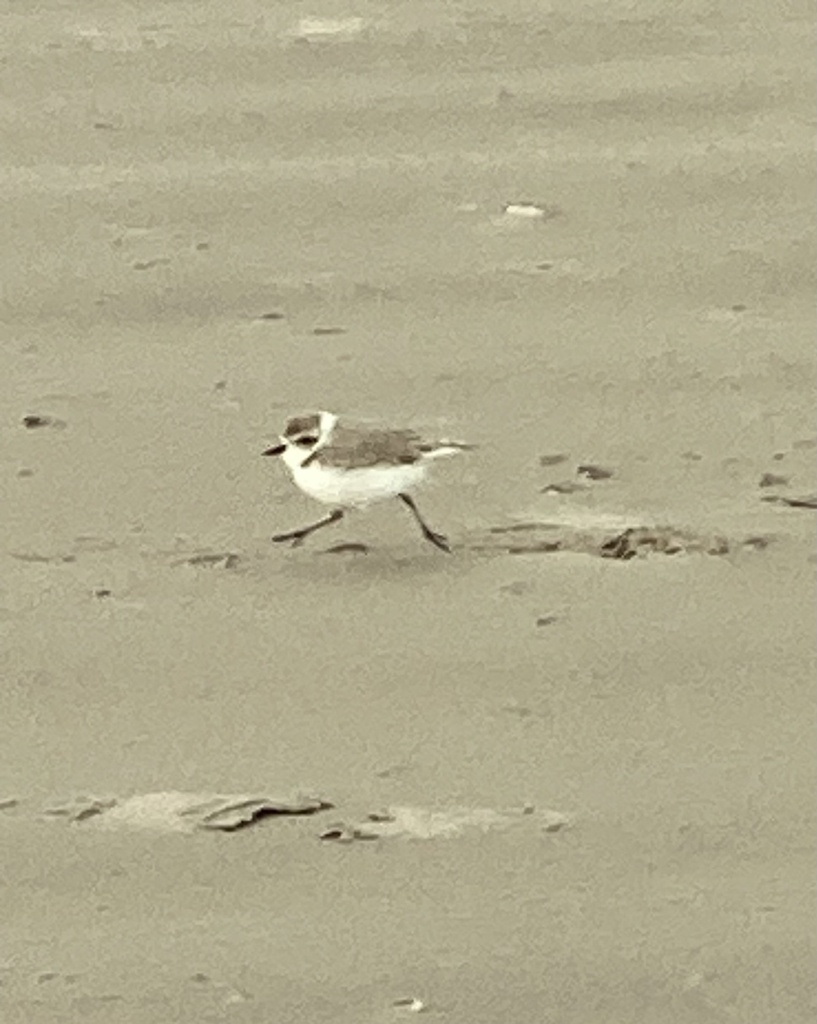 Snowy Plover in January 2024 by seastar451 · iNaturalist