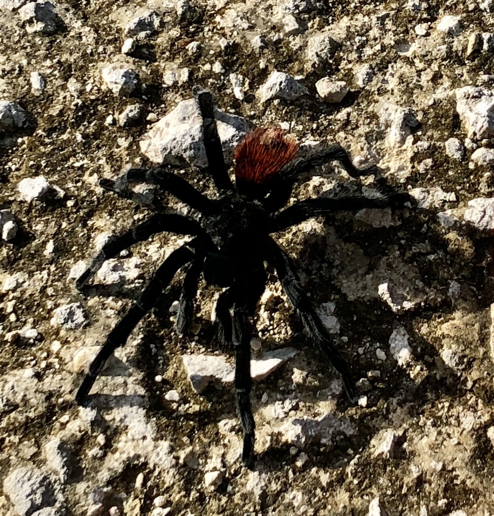 Mexican Red-rump Tarantula in September 2018 by Suzette Stitely ...