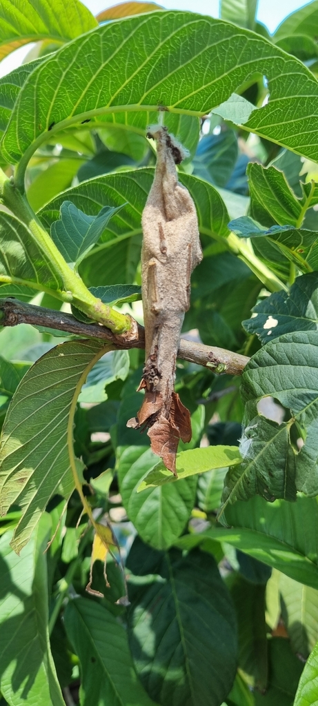 Saunder's Case Moth from Moore Park Beach QLD 4670, Australia on ...