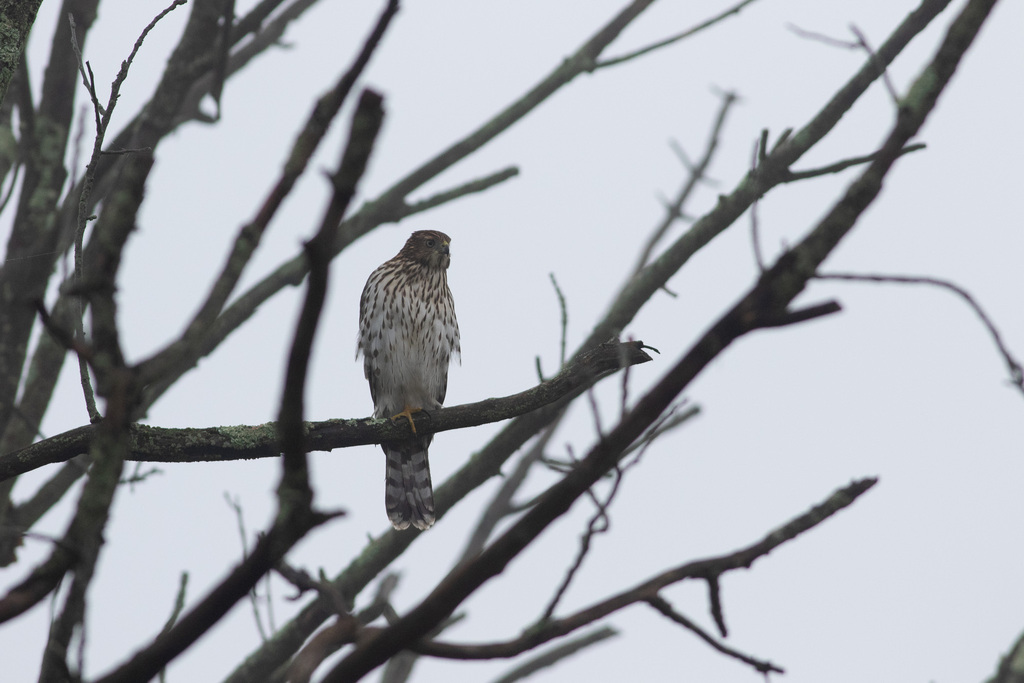 Cooper's Hawk from Cassville, WV, USA on September 8, 2023 at 07:52 AM ...