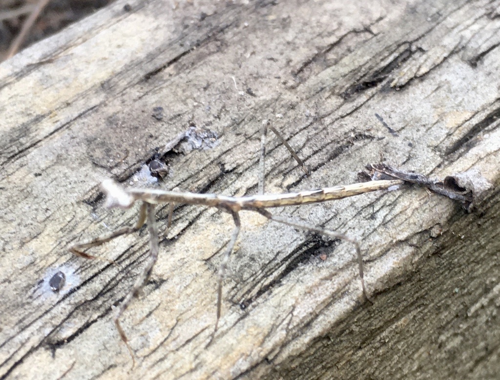 Australian Stick Mantis from Southwell Ave, Raworth, NSW, AU on January ...