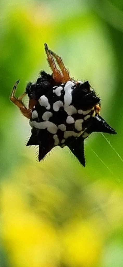 Christmas Jewel Spider from Barwon Heads VIC 3227, Australia on January ...