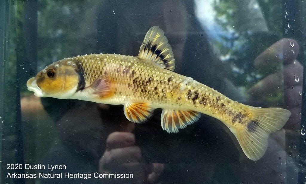 Largescale Stoneroller Campostoma Oligolepis Tnaci Fin Central