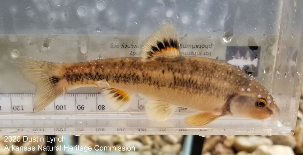 Central Stoneroller from Pfeiffer Creek at Batesville North Complex ...