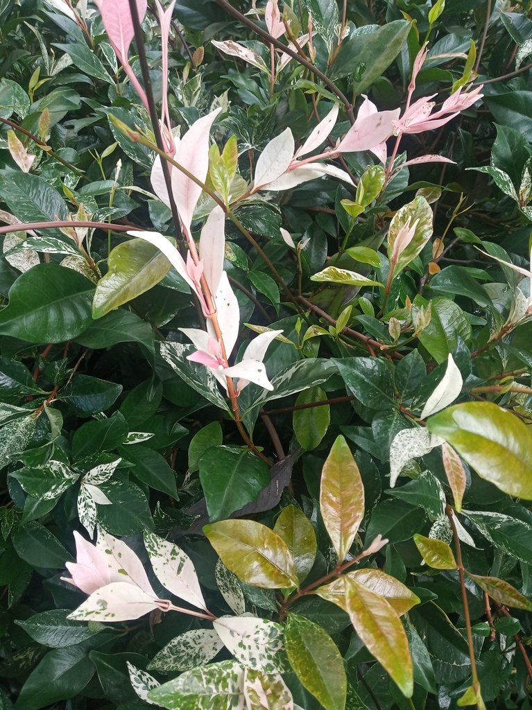 Star jasmine from Kelvin Grove QLD 4059, Australia on January 19, 2024 ...