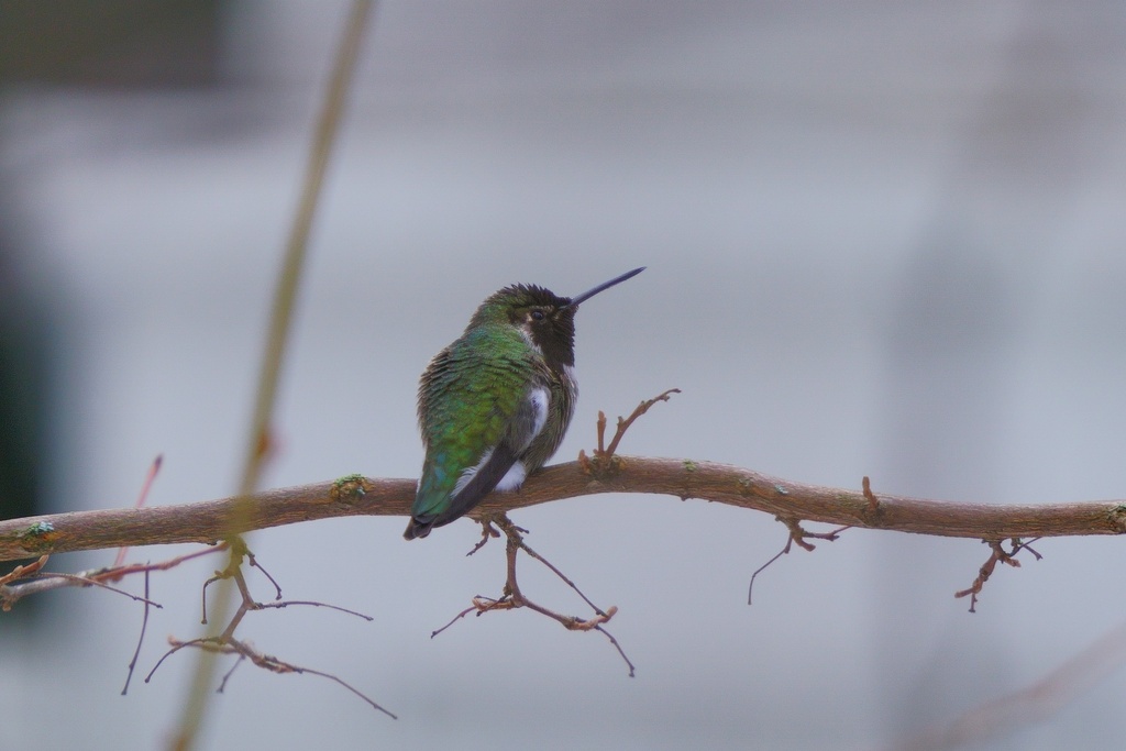 Anna's Hummingbird from Surrey, BC, Canada on January 18, 2024 at 01:07 ...