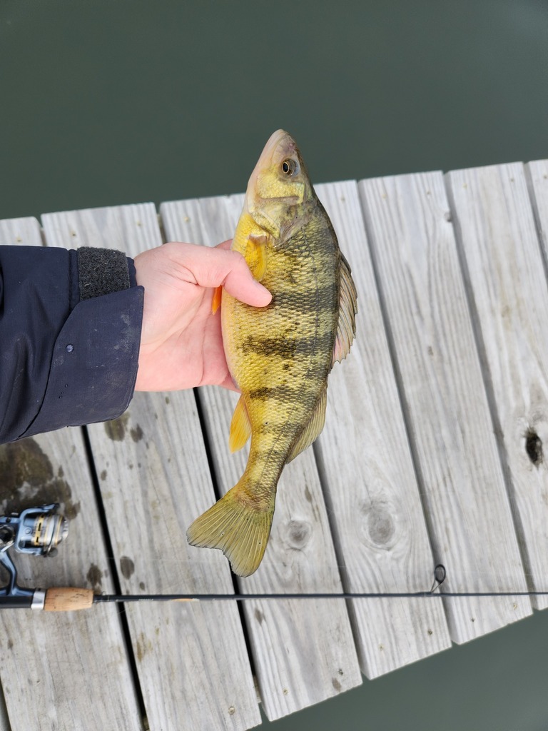 Yellow Perch from Lake Saint Clair, MI, USA on January 8, 2024 at 02:21 ...