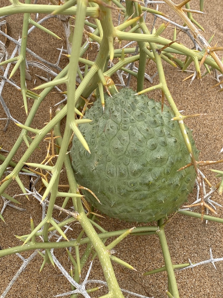 nara melon in January 2024 by Wolfgang Wüster · iNaturalist