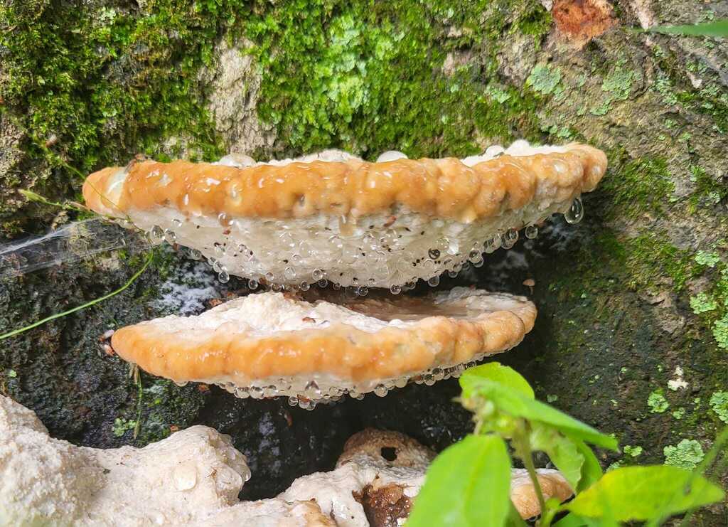 green cheese polypore from edicott park missouri on May 26, 2023 at 09: ...