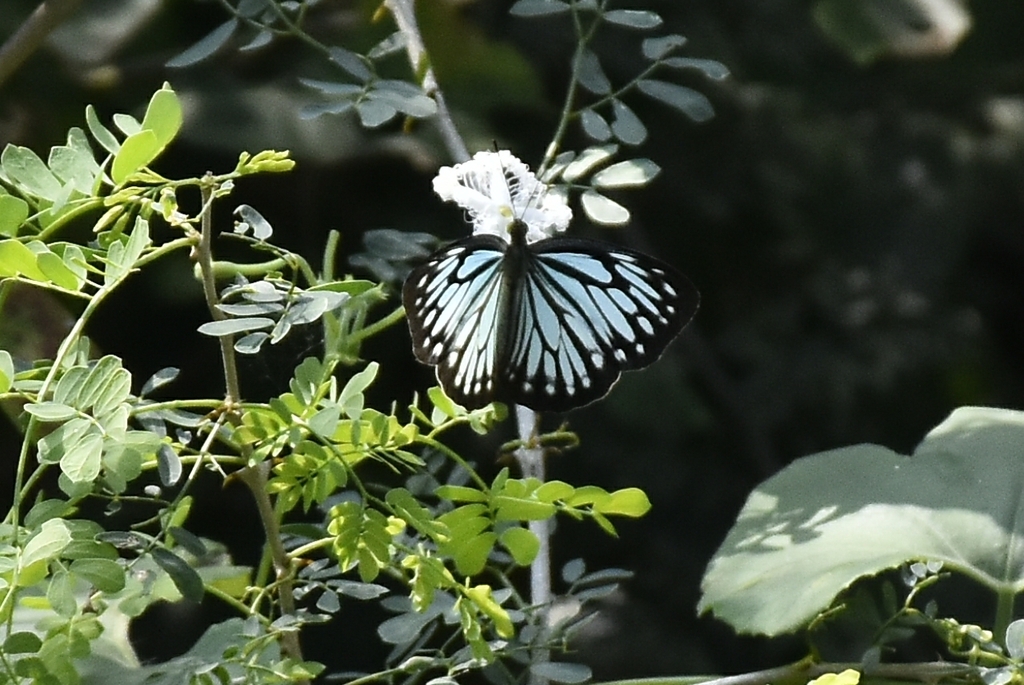 Dark Wanderer from Saptur R.F., Tamil Nadu, India on January 17, 2024 ...