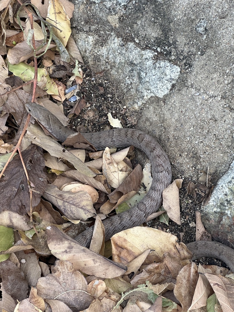 Small-banded Kukri Snake from Rop Khao Sammuk Rd., Amphoe Mueang Chon ...