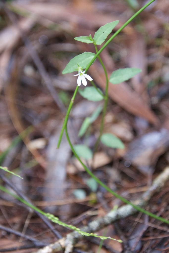 White Root from Gold Coast QLD, Australia on January 16, 2024 at 04:00 ...