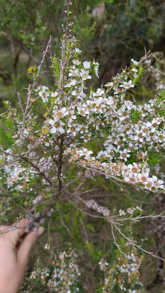 prickly tea-tree from Cape Otway VIC 3233, Australia on January 19 ...