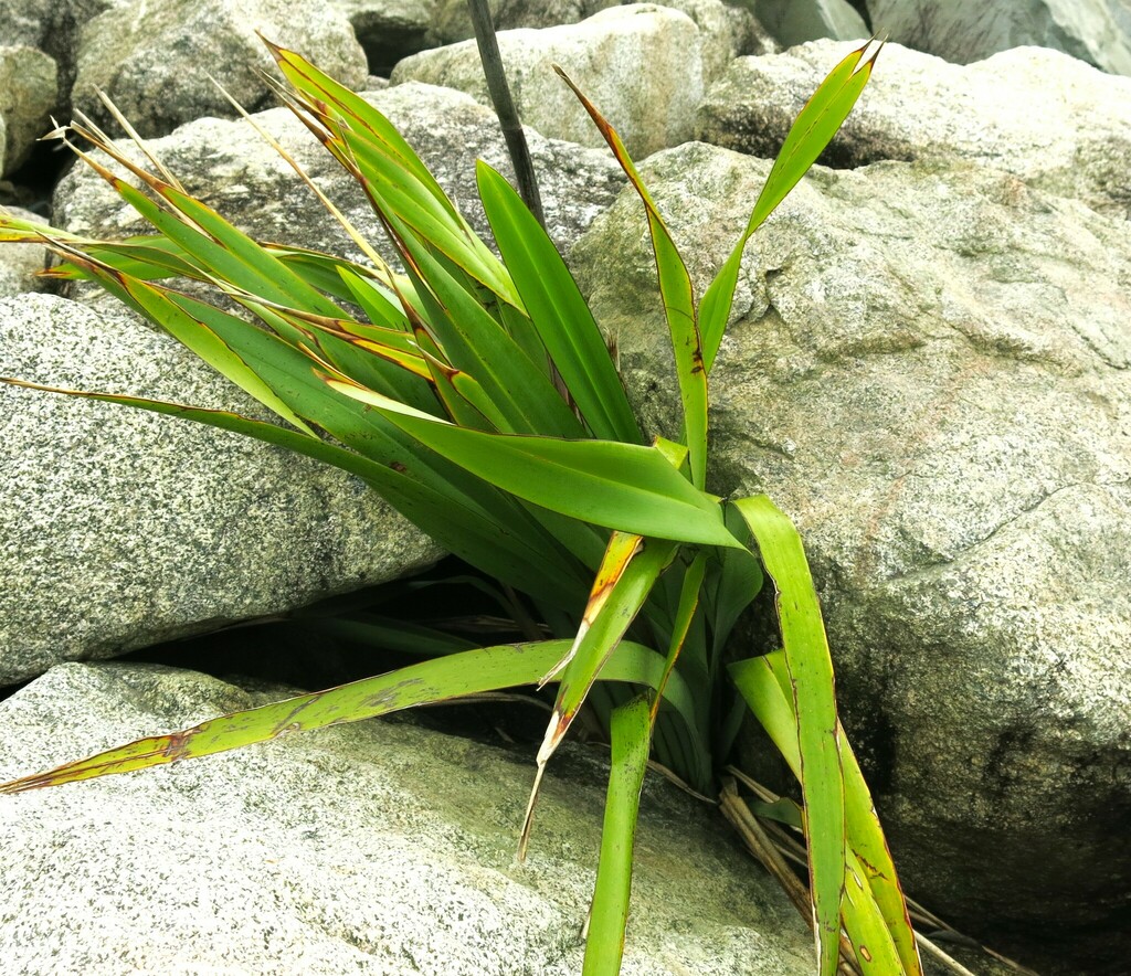 Mountain flax from Hokitika, New Zealand on January 19, 2024 at 12:02 ...