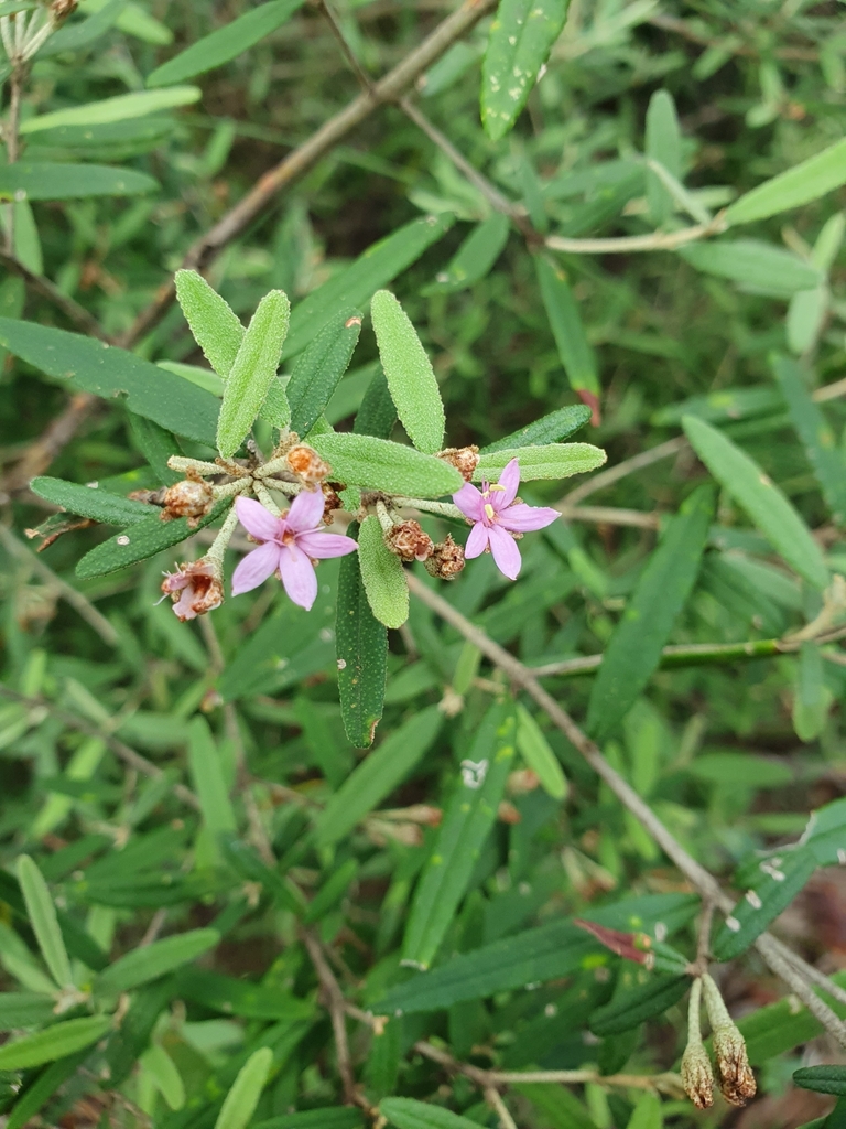 Phebalium nottii from Stalworth QLD 4613, Australia on January 19, 2024 ...