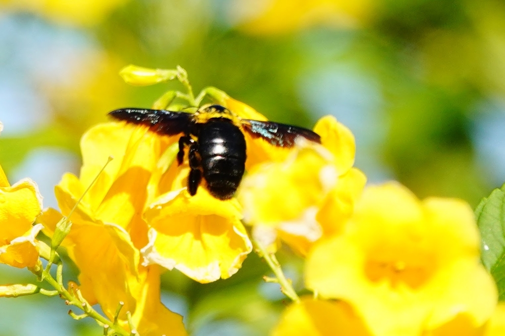 Yellow-sided Carpenter from F3M4+F28, Bang Kachai, Laem Sing District ...
