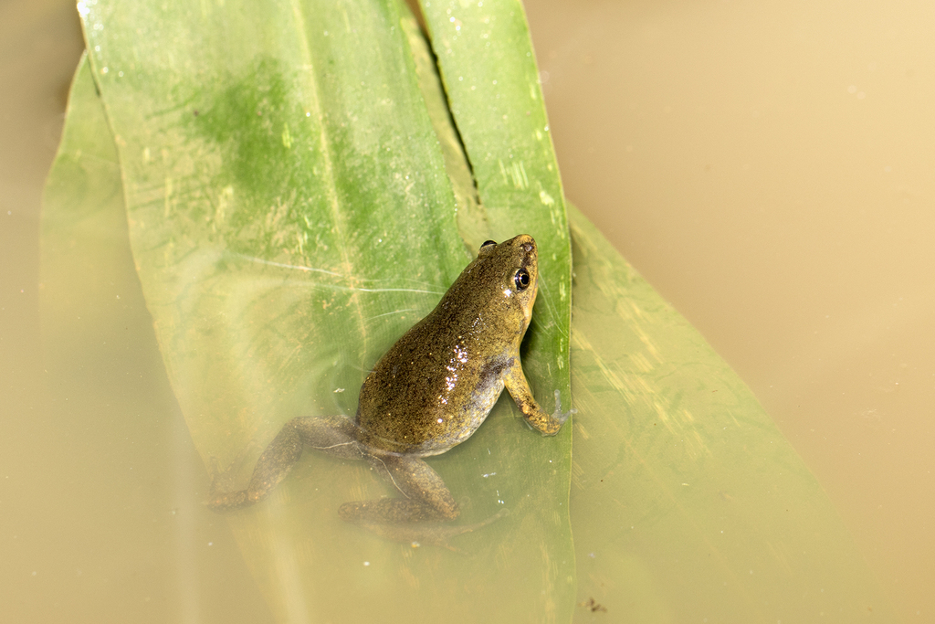 dotted humming frog from Caranavi, Bolivia on January 24, 2022 at 08:24 ...