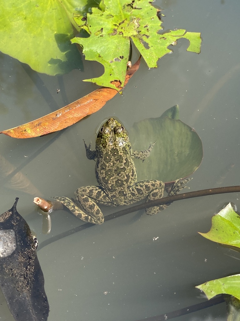 Common skittering frog from Royal Botanical Garden, Central Province ...