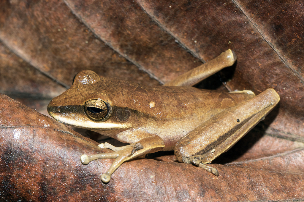Basin Tree Frog from Caranavi, Bolivia on January 25, 2022 at 01:39 AM ...