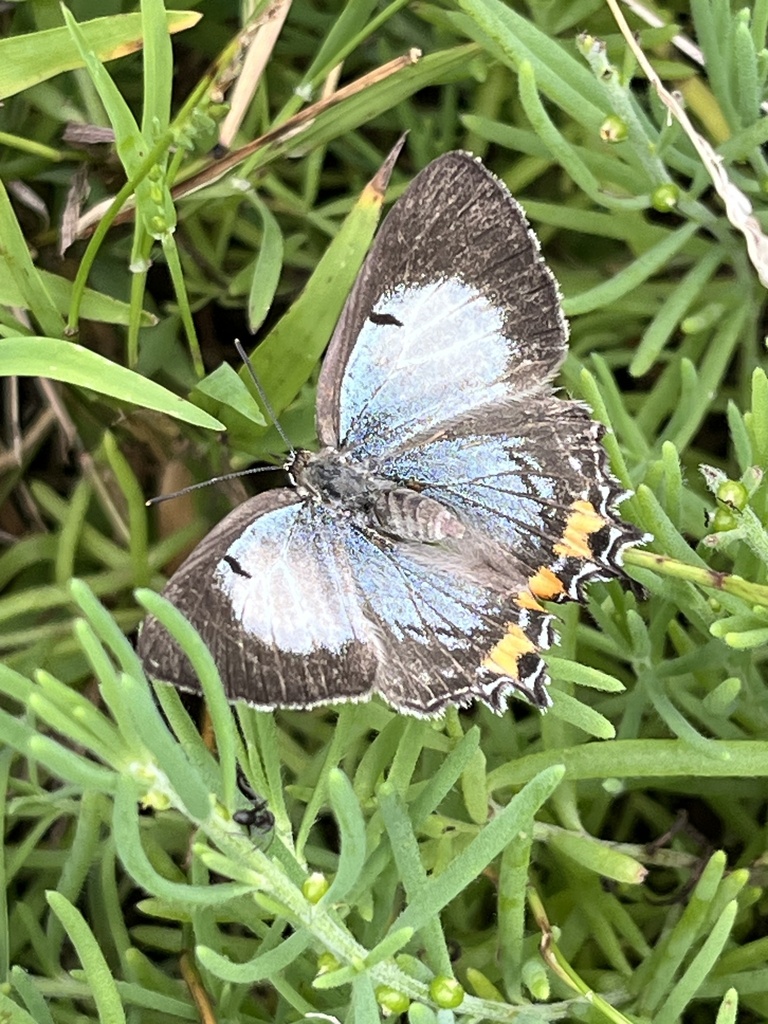 Common Imperial Blue from La Trobe University, Bundoora, VIC, AU on ...