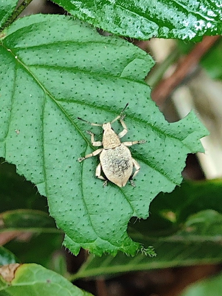Elytrurus griseus from Korotogo, Fiji on January 18, 2024 at 01:03 PM ...
