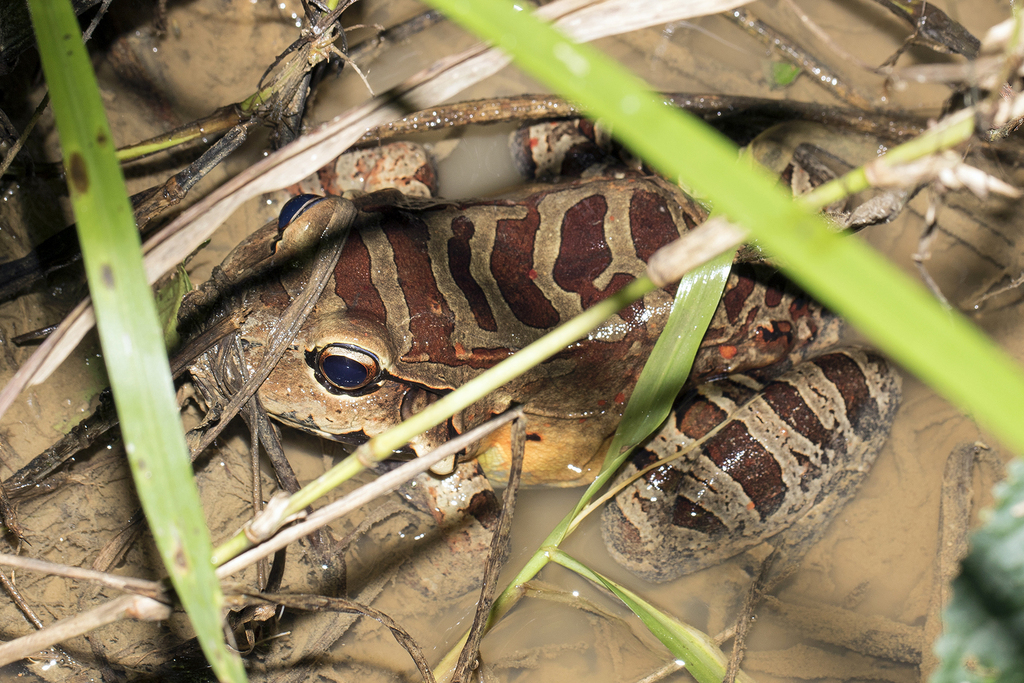 Knudsen's Thin-toed Frog from Caranavi, Bolivia on January 29, 2022 at ...