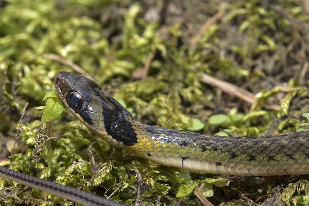 Royal Ground Snake from Caranavi, Bolivia on February 2, 2022 at 01:50 ...