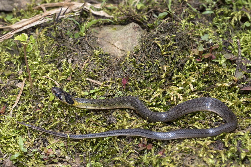 Royal Ground Snake from Caranavi, Bolivia on February 2, 2022 at 01:47 ...