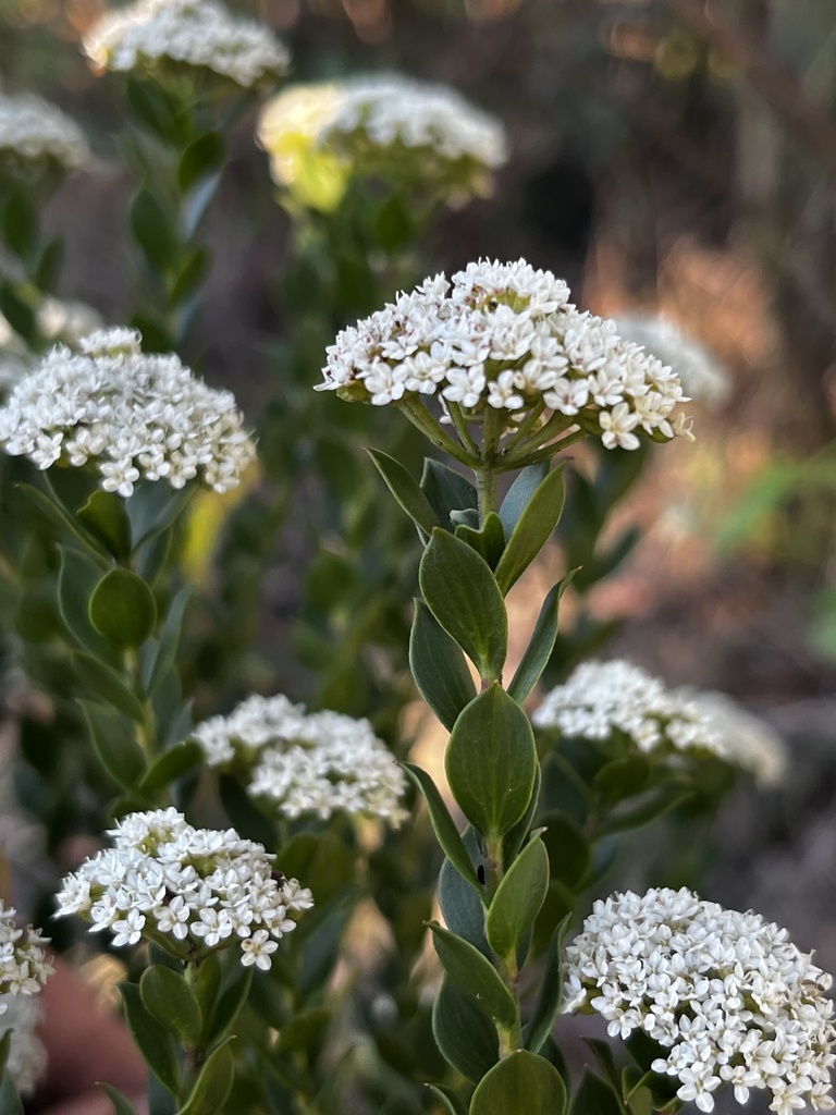 dicots from Chifley Rd, Vale of Clwydd, NSW, AU on January 19, 2024 at ...