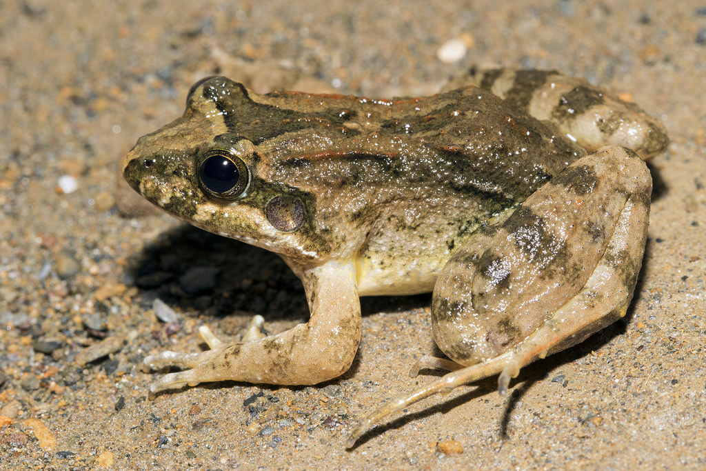 Peter's Jungle Frog from Caranavi, Bolivia on February 2, 2022 at 08:48 ...