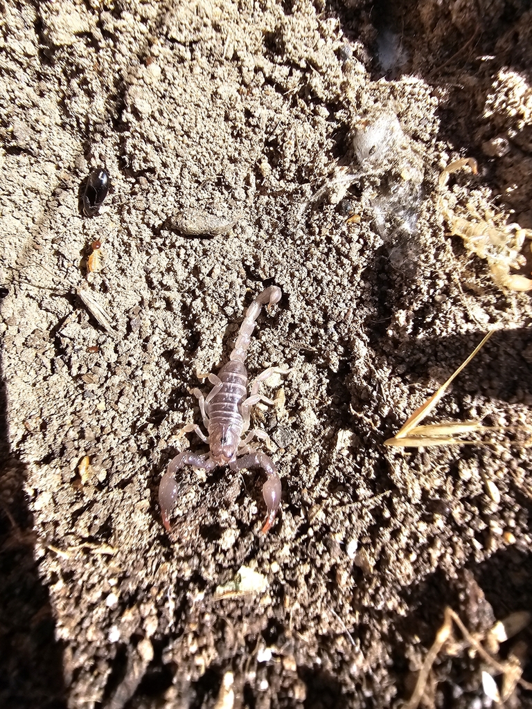 black rock scorpion from Vista SA 5091, Australia on January 19, 2024 ...