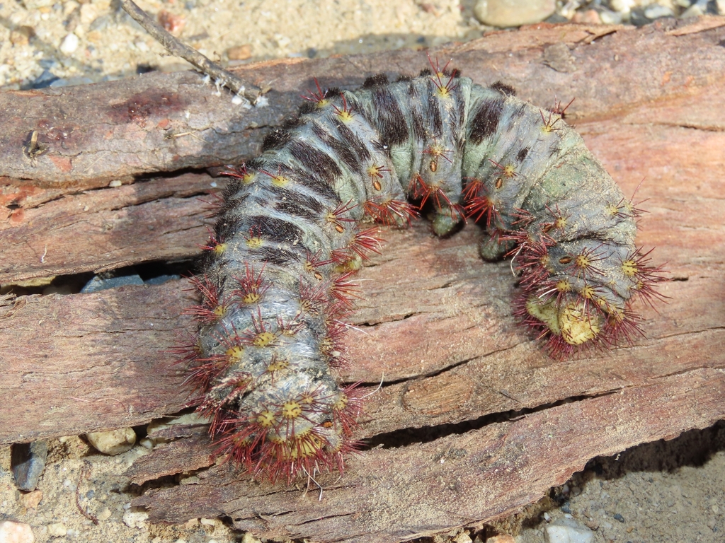 Batwing Moth from Wallaga Lake NSW 2546, Australia on January 19, 2024 ...