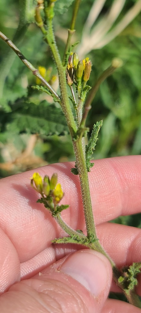 African Turnip from Harrismith, 9880, South Africa on January 16, 2024 ...
