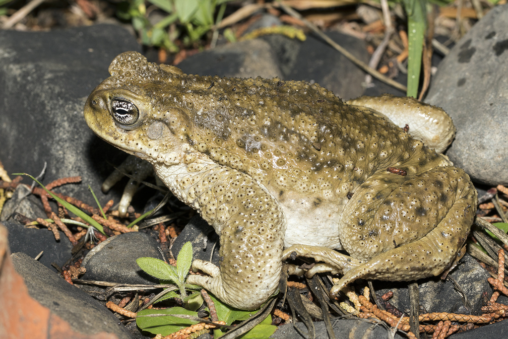 Warty Toad from Cota Cota, La Paz, Bolivia on February 3, 2022 at 10:55 ...
