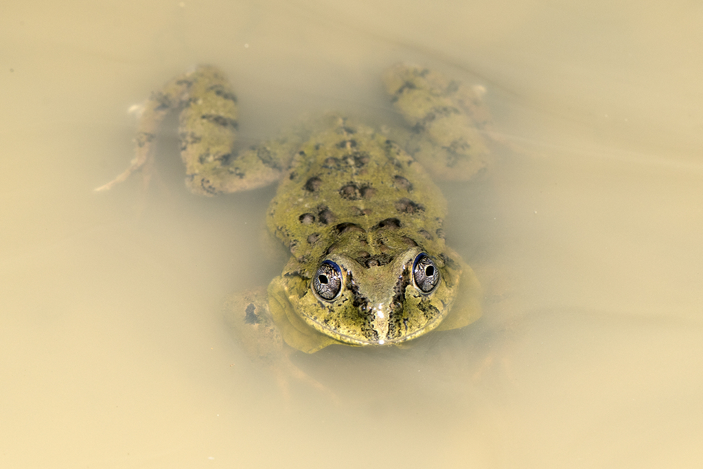 Juliaca four-eyed frog from Cota Cota, La Paz, Bolivia on February 3 ...