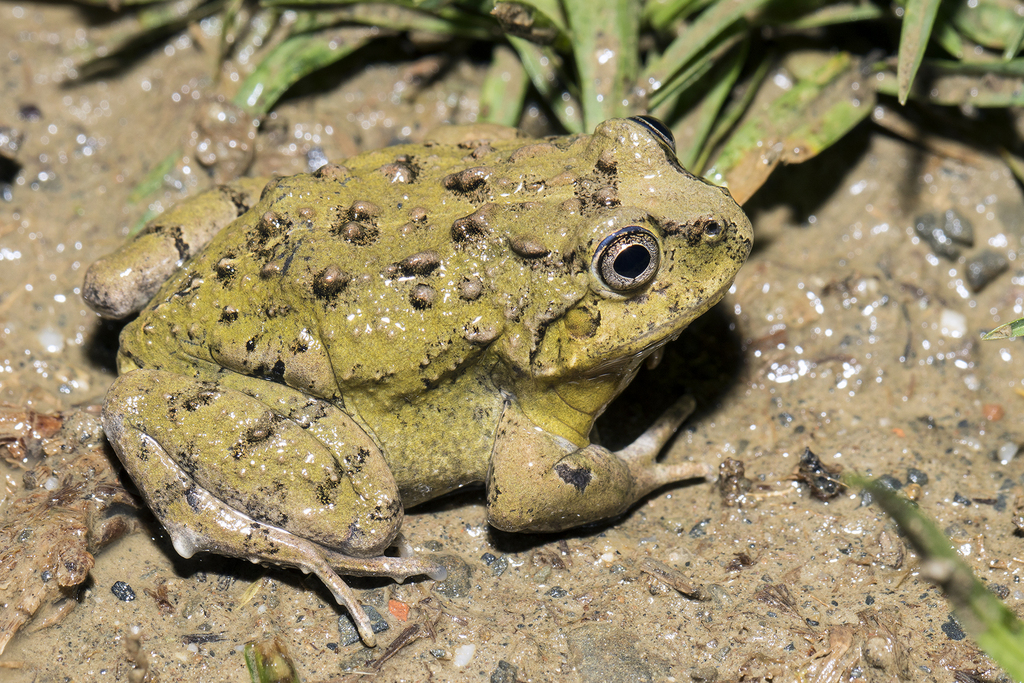Juliaca four-eyed frog from Cota Cota, La Paz, Bolivia on February 3 ...