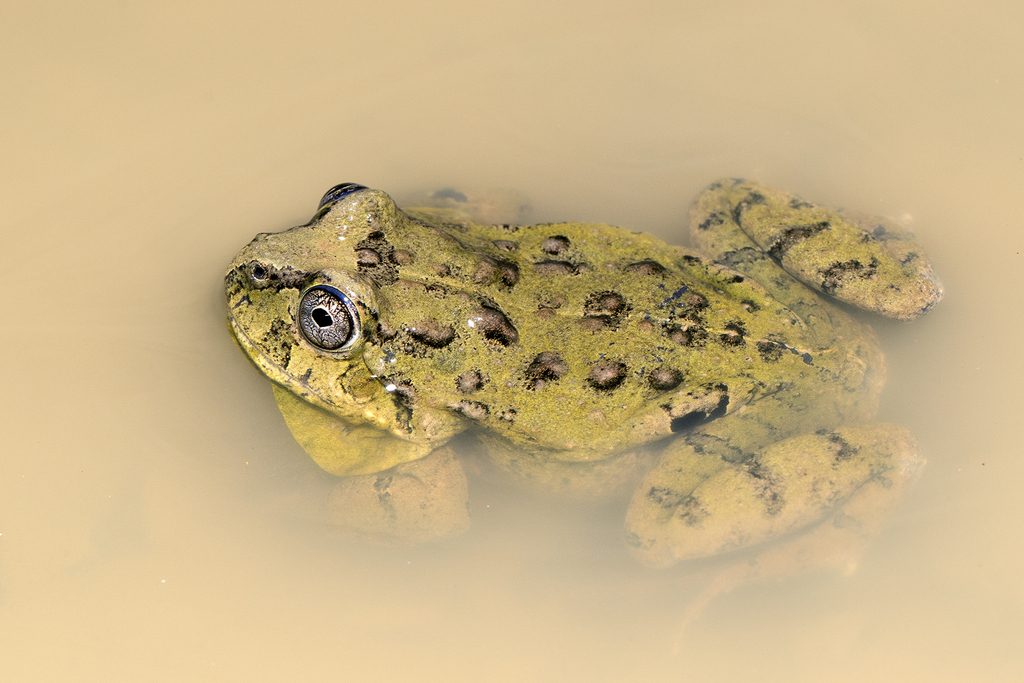 Juliaca four-eyed frog from Cota Cota, La Paz, Bolivia on February 3 ...