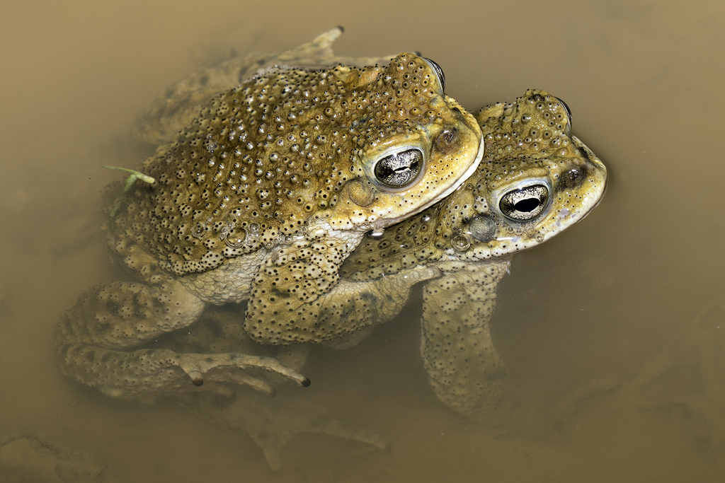 Warty Toad from Macrodistrito Sur, La Paz, Bolivia on February 4, 2022 ...