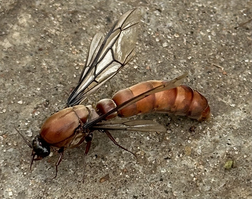 Red Driver Ant from Kilgoris, Narok, KE on January 19, 2024 at 09:35 AM ...