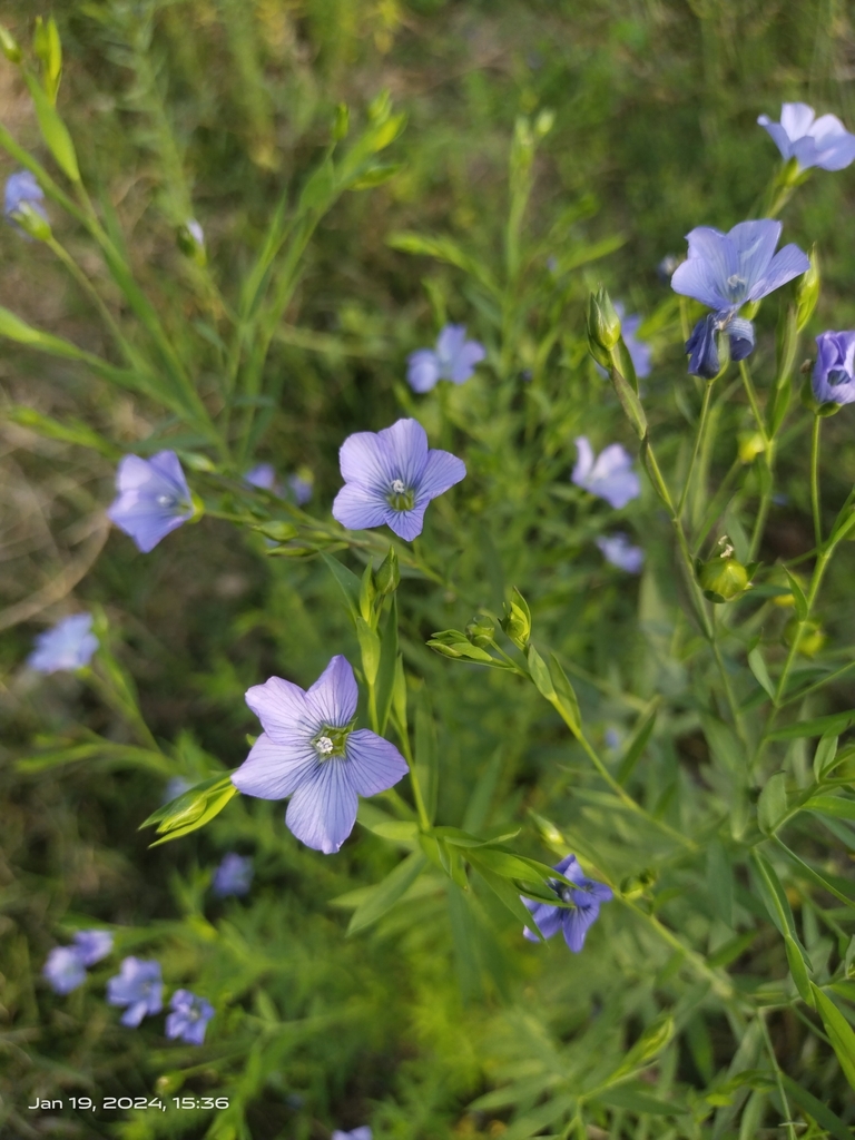 common flax from Nalanda, IN-BR, IN on January 19, 2024 at 03:36 PM by ...