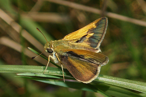 Crossline Skipper from St. Joseph County, US-IN, US on August 16, 2005 ...