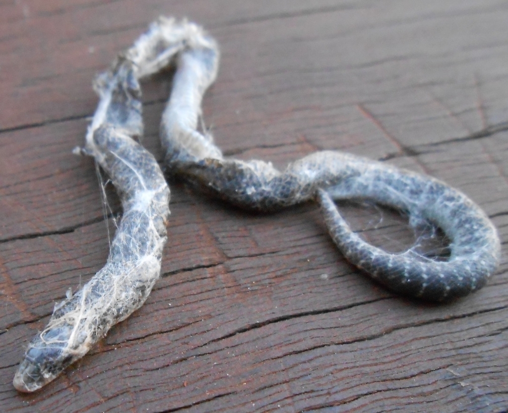 North-western Shovel-nosed Snake from Karijini WA 6751, Australia on ...