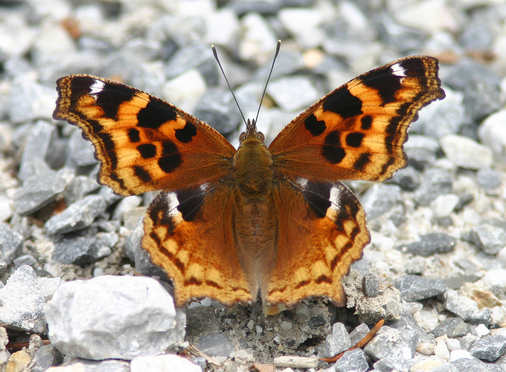Nymphalis l-album j-album from Walpack Township, NJ, USA on June 29 ...