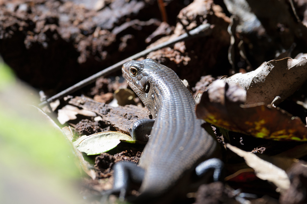 Major Skink from Innes View NSW 2429, Australia on January 4, 2024 at ...