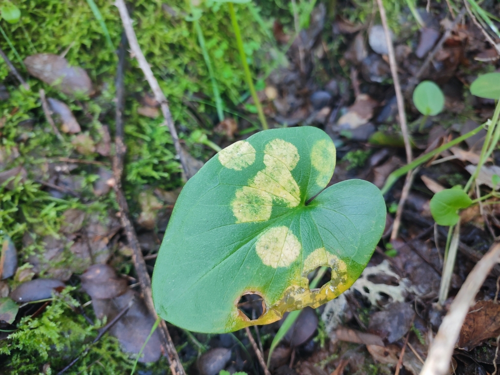 Phyllosiphon arisari from 2205 Concavada, Portugal on January 19, 2024 ...