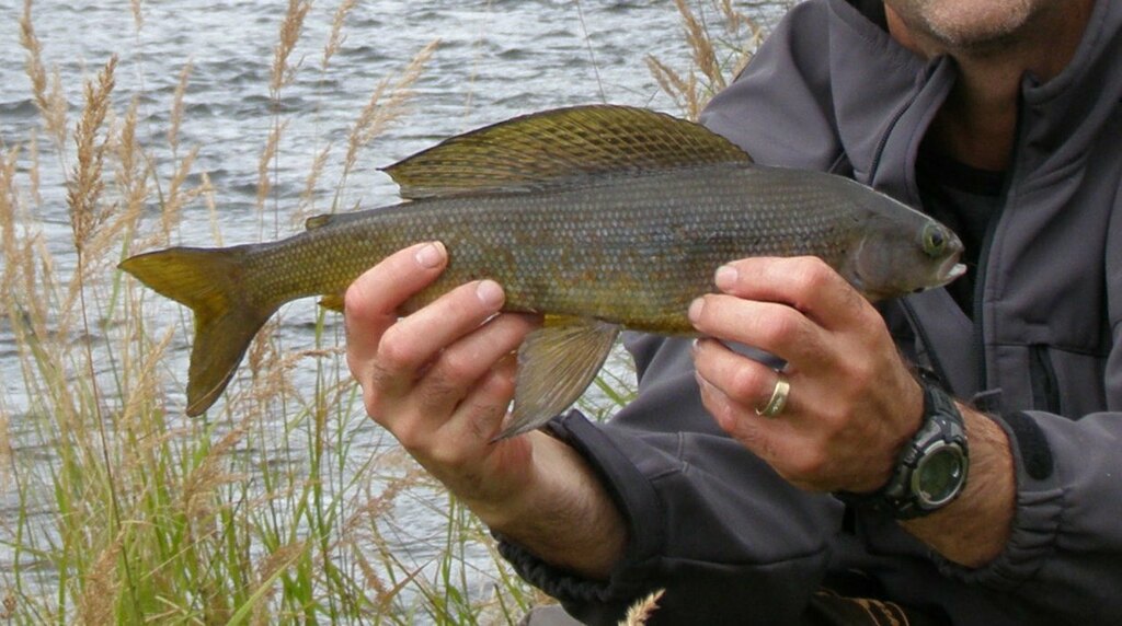 Arctic Grayling from Coldfoot, AK, USA on August 9, 2010 at 05:20 AM by ...