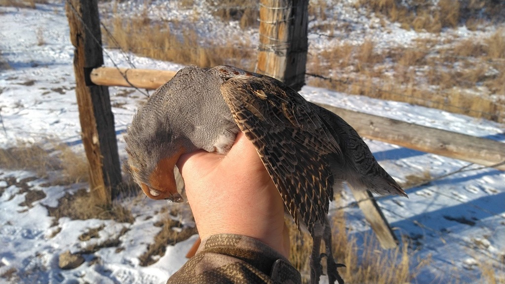 Gray Partridge in December 2022 by Tyrell Perry · iNaturalist