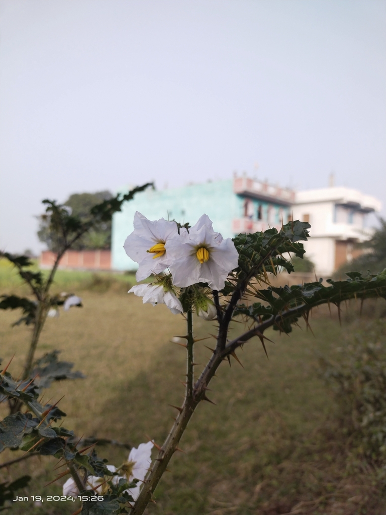 Red Buffalo-bur from Lahuar, Bihar 803116, India on January 19, 2024 at ...
